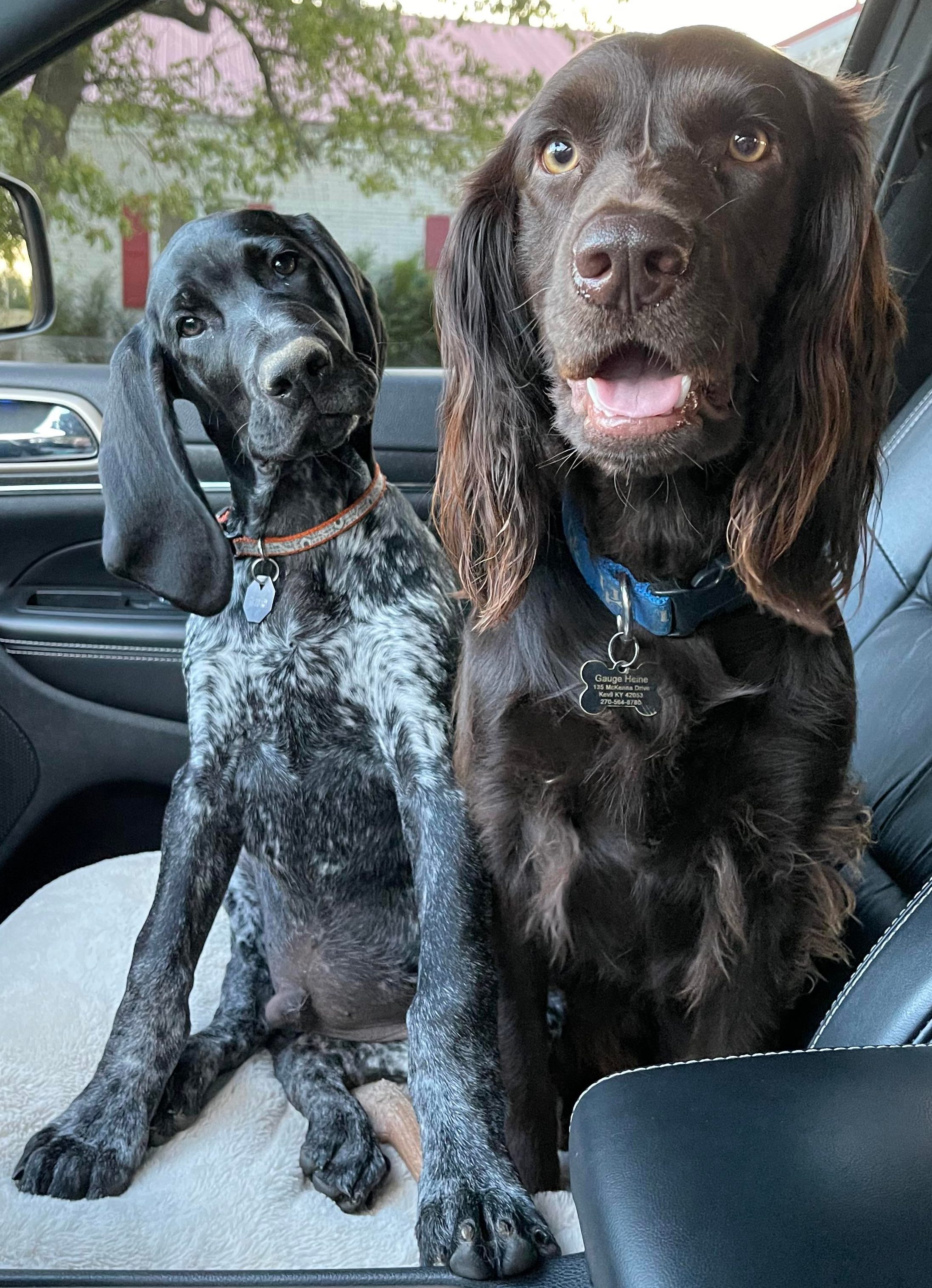 Contact – Round Island Creek Kennels – Hunting Dogs for Sale Alabama